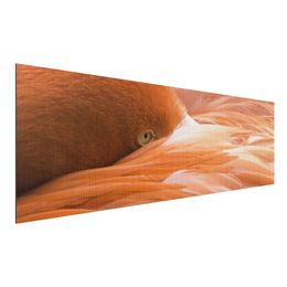 Alu-Dibond Tiere Flamingofedern