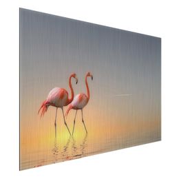 Alu-Dibond Tiere Flamingo Love