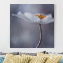 Bilderwelten Leinwandbild Blumen Motiv Kunstdruck violett - Wei&szlig;e Anemonenbl&uuml;te - Wandbild XXL Wohnzimmer Schlafzimmer