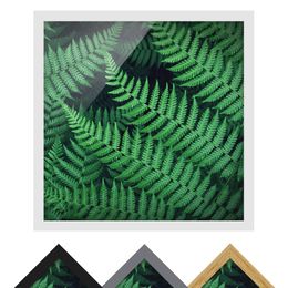 Bilderwelten Bild mit Rahmen - Quadrat Farn
