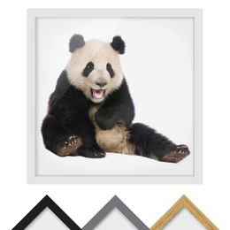 Bilderwelten Bild mit Rahmen Tiere einzigartig Motiv inkl. Rahmung - Lachender Panda - Panda Kinderzimmer Baby M&auml;dchen Jungen