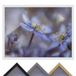 Blumen Bild mit Rahmen Anemonen in Blau