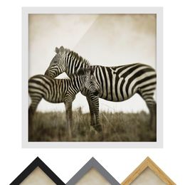 Tierbild mit Rahmen Zebrapaar