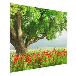 Bilderwelten Alu-Dibond Outdoor Bild Sommerwiese