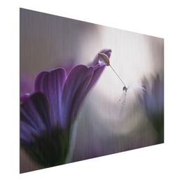 Alu-Dibond Blumen Purple Rain