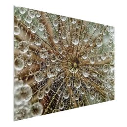 Bilderwelten Alu-Dibond Outdoor Bild Pusteblume im Herbst
