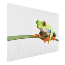 Bilderwelten Alu Dibond Outdoor Bild Tiere einzigartig modern wetterfest - Weatherman - Frosch Wohnzimmer Schlafzimmer