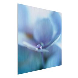 Bilderwelten Alu-Dibond Outdoor Bild Wassertropfen Hortensienbl&uuml;te