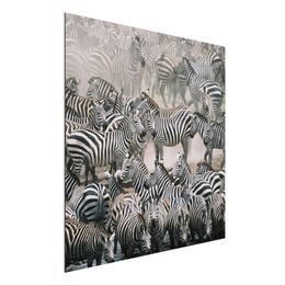 Bilderwelten Alu Dibond Outdoor Bild Tiere schwarz weiss Motiv wetterfest - Zebraherde - Zebra Wohnzimmer Schlafzimmer