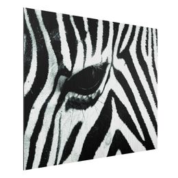 Bilderwelten Alu Dibond Outdoor Bild Tiere einzigartig modern wetterfest - Zebra Crossing No.2 - Deko Wohnzimmer Schlafzimmer