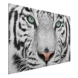 Bilderwelten Alu Dibond Outdoor Bild Tiere schwarz weiss modern wetterfest - Wei&szlig;er Tiger - Tiger Wohnzimmer Schlafzimmer