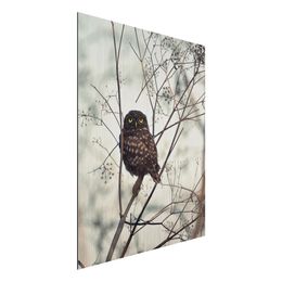 Bilderwelten Alu Dibond Outdoor Bild Tiere beige Motiv wetterfest - Eule im Winter - Eule Wohnzimmer Schlafzimmer