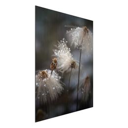 Bilderwelten Alu-Dibond Outdoor Bild Pusteblumen mit Schneeflocken