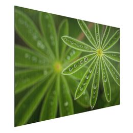 Bilderwelten Alu-Dibond Outdoor Bild Morgentau auf Lupinenbl&auml;ttern