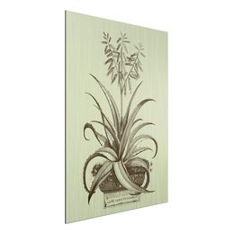 Bilderwelten Alu-Dibond Outdoor Bild Vintage Aloe Vera Vulgaris
