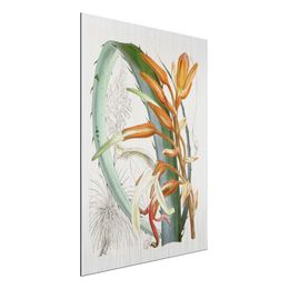 Bilderwelten Alu Dibond Outdoor Bild Blumen gr&uuml;n Vintage wetterfest - Vintage Illustration Tropische Bl&uuml;ten I - Pflanzen Wohnzimmer Schlafzimmer