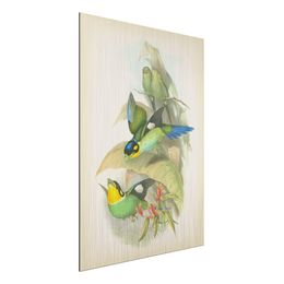 Bilderwelten Alu Dibond Outdoor Bild Tiere gr&uuml;n Vintage wetterfest - Vintage Illustration Tropische V&ouml;gel - Retro Wohnzimmer Schlafzimmer