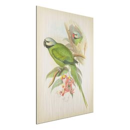 Bilderwelten Alu-Dibond Outdoor Bild Vintage Illustration Tropische V&ouml;gel II