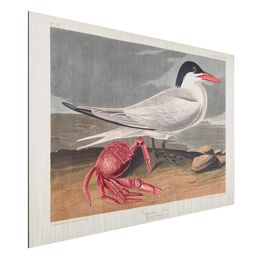 Bilderwelten Alu Dibond Outdoor Bild Tiere rot Vintage wetterfest - Vintage Lehrtafel Brandseeschwalbe - Retro Wohnzimmer Schlafzimmer