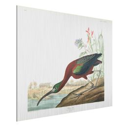 Bilderwelten Alu Dibond Outdoor Bild Tiere braun Vintage wetterfest - Vintage Lehrtafel Brauner Ibis - Retro Wohnzimmer Schlafzimmer