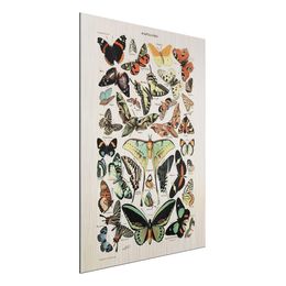 Bilderwelten Alu Dibond Outdoor Bild Tiere t&uuml;rkis Vintage wetterfest - Vintage Lehrtafel Schmetterlinge und Falter - Retro Wohnzimmer Schlafzimmer