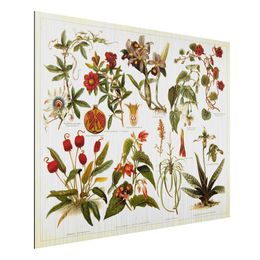 Bilderwelten Alu Dibond Outdoor Bild Blumen gr&uuml;n Vintage wetterfest - Vintage Lehrtafel Tropische Botanik II - Pflanzen K&uuml;che