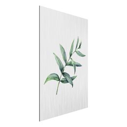 Bilderwelten Alu-Dibond Outdoor Bild Aquarell Eucalyptus I