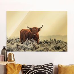 Bilderwelten Glasbild Tiere Motiv weiss Glas Wandbild - Bison in den Highlands - Deko Wohnzimmer Schlafzimmer