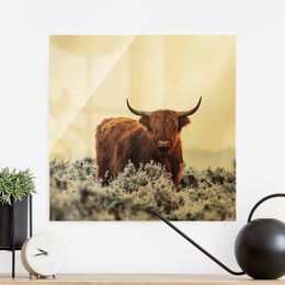 Bilderwelten Glasbild Tiere Motiv weiss Glas Wandbild - Bison in den Highlands - Deko Wohnzimmer Schlafzimmer
