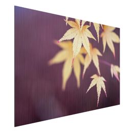 Bilderwelten Alu Dibond Outdoor Bild Stadt violett Motiv wetterfest - Herbstlicher Ahorn - Japan Wohnzimmer Schlafzimmer
