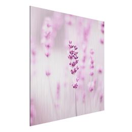 Alu Dibond Outdoor Bild - Zartvioletter Lavendel - Blumen violett Landhaus wetterfest Gr&auml;ser Wohnzimmer Schlafzimmer