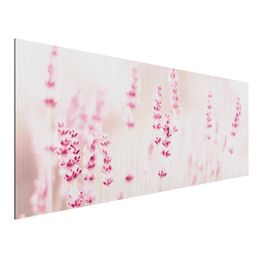 Alu Dibond Outdoor Bild - Zartrosaner Lavendel - Blumen rosa Landhaus wetterfest Gr&auml;ser Wohnzimmer Schlafzimmer