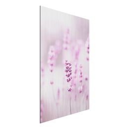 Bilderwelten Alu Dibond Outdoor Bild Blumen violett Landhaus wetterfest - Zartvioletter Lavendel - Gr&auml;ser Wohnzimmer Schlafzimmer