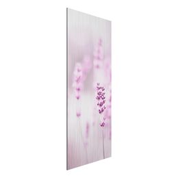 Alu Dibond Outdoor Bild - Zartvioletter Lavendel - Blumen violett Landhaus wetterfest Gr&auml;ser Wohnzimmer Schlafzimmer