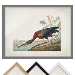 Bild mit Rahmen Vintage Lehrtafel Brauner Ibis