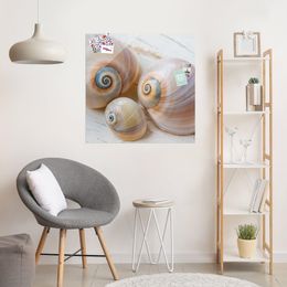Bilderwelten Glasbild Tiere Motiv beige Glas Wandbild - Muscheltrio auf Holz - Deko Wohnzimmer Schlafzimmer