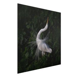 Bilderwelten Alu Dibond Outdoor Bild Tiere schwarz Motiv wetterfest - Tanzender Silberreiher vor Schwarz - V&ouml;gel Wohnzimmer Schlafzimmer