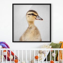 Bilderwelten Bild mit Rahmen Baby Ente Eddie