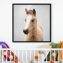 Bilderwelten Bild mit Rahmen Baby Pferd Philipp