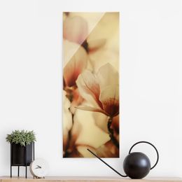 Bilderwelten Glasbild Blumen Motiv rosa Glas Wandbild - Zarte Magnolienbl&uuml;ten im Lichtspiel - Deko Wohnzimmer Schlafzimmer