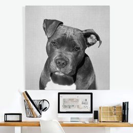 Bilderwelten Leinwandbild Tiere Motiv Kunstdruck schwarz weiss - Pitbull Pelle Schwarz Wei&szlig; - Hund XXL Kinderzimmer Baby M&auml;dchen Jungen