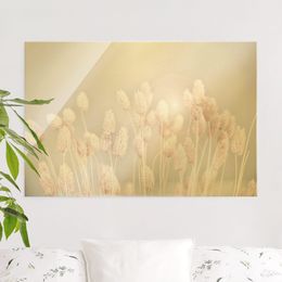 Bilderwelten Glasbild Blumen Landhaus beige Glas Wandbild - Helles Gras im Sonnenlicht - Gr&auml;ser Wohnzimmer Schlafzimmer