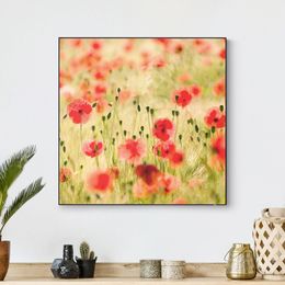 Wechselbild Summer Poppies
