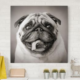 Bilderwelten Leinwandbild Tiere Motiv Kunstdruck schwarz weiss - Lustiger Mops - Hund XXL Wohnzimmer Schlafzimmer