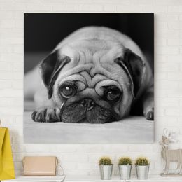 Bilderwelten Leinwandbild Tiere modern Kunstdruck Leinwanddruck - Pug Loves You II - Hund XXL Wohnzimmer Schlafzimmer
