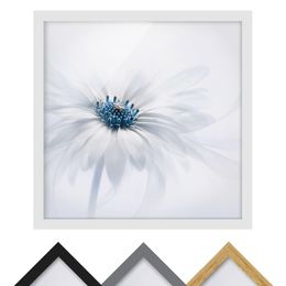 Blumen Bild mit Rahmen G&auml;nsebl&uuml;mchen in Blau