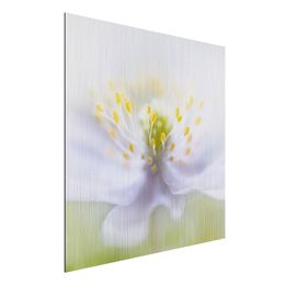 Bilderwelten Alu Dibond Outdoor Bild Blumen weiss modern wetterfest - Anemonen Sch&ouml;nheit - Deko Wohnzimmer Schlafzimmer