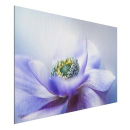Bilderwelten Alu Dibond Outdoor Bild Blumen violett modern wetterfest - Anemone De Caen - Deko Wohnzimmer Schlafzimmer