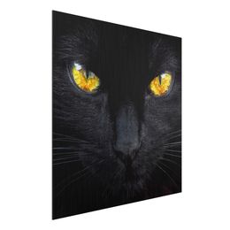 Bilderwelten Alu Dibond Outdoor Bild Tiere schwarz Motiv wetterfest - Hypnotischer Blick - Katze Wohnzimmer Schlafzimmer