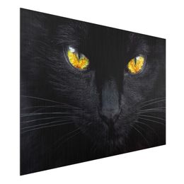 Alu-Dibond Tiere Hypnotischer Blick